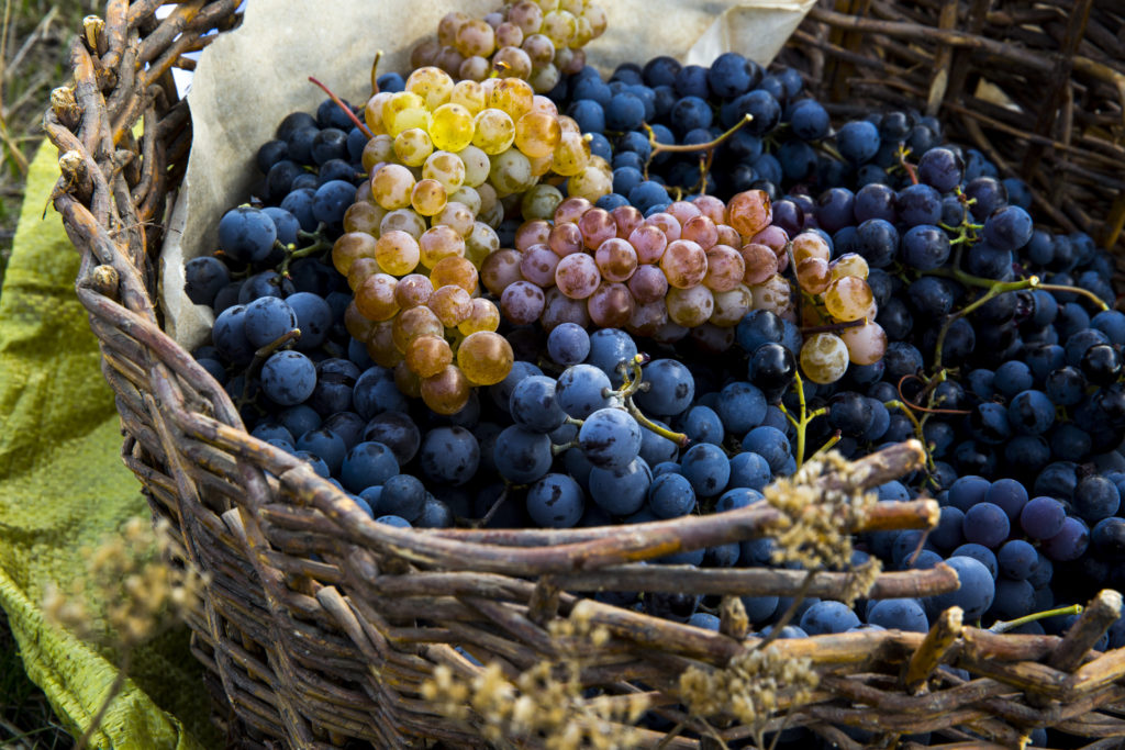 Exporturile de struguri din frigidere la Cimislia au incetenit – Media ...